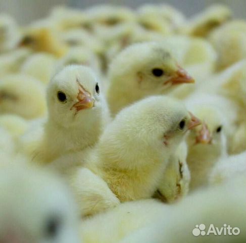 Суточные бройлерные цыплята