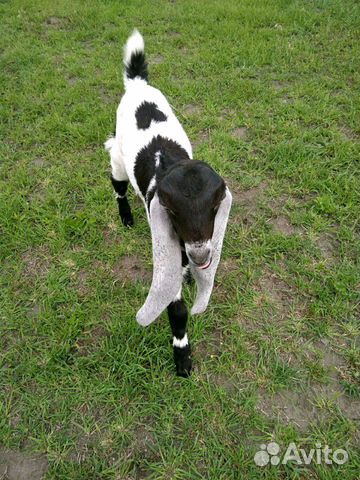 Козлик Камори и Англо-Нубийский Козёл