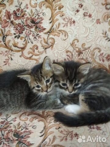 Отдам котят в добрые руки