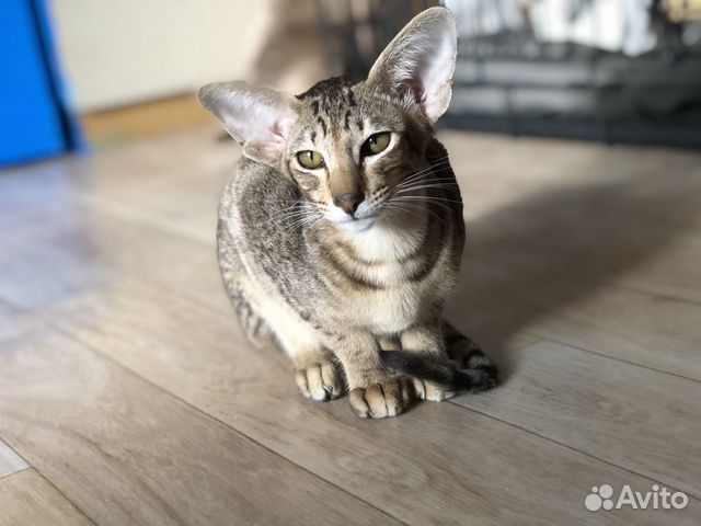Ориентальный котёнок