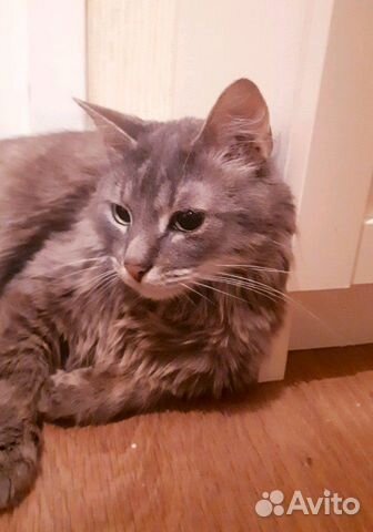 Котик 2-3 года