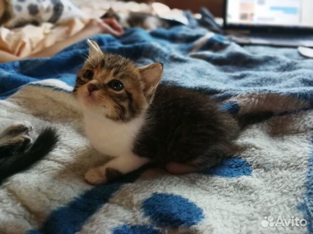 Котенок Фима