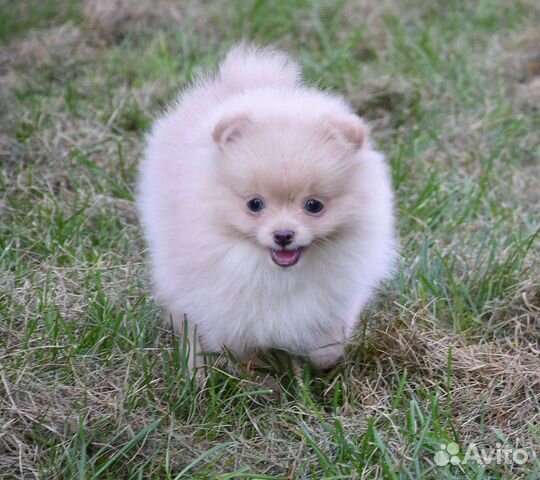 Девочка изабелловая(лилово-шоколадная)