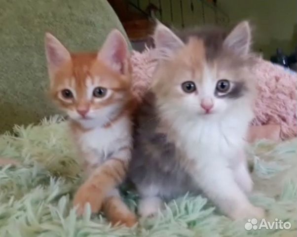 Шикарные колобочки