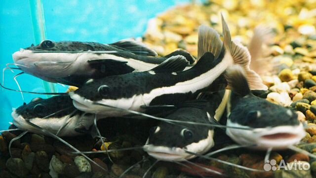 Краснохвостый сом