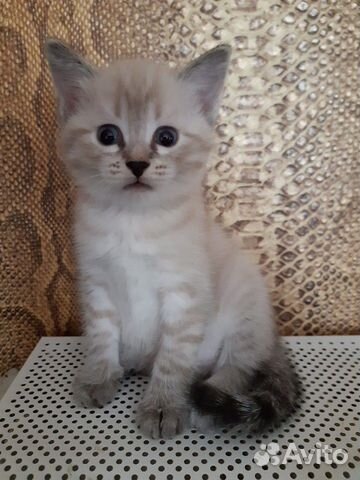 Котятки