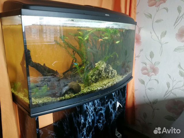 Аквариум с рыбками, раками и креветками