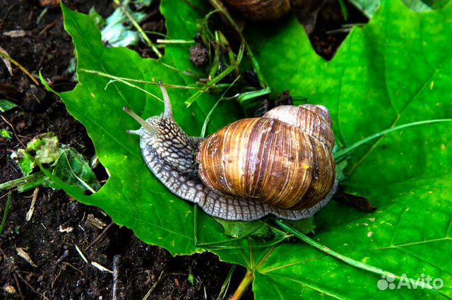 Улитки виноградные