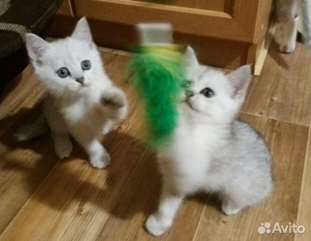 Британские Серебристые шиншиллы