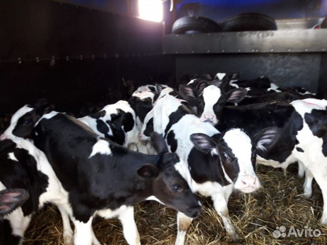 Бычки и телки