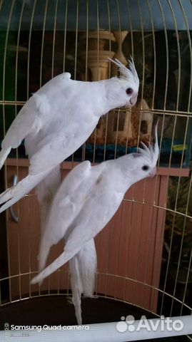 Безщекие кореллы