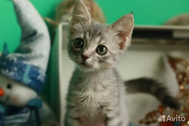 Котята Просто Ангелочки