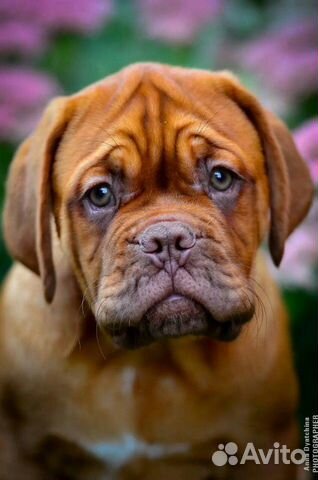 Продаются мальчик Бордоского дога