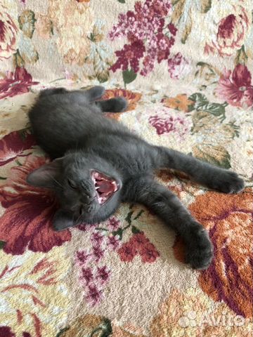 Саймон, котенок 2,5 месяца в дар