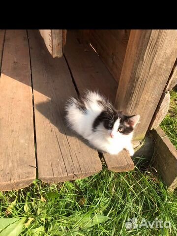 Котёнок отдаём даром