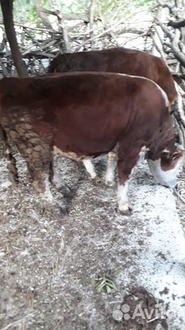 Бычок и телочка герефорд