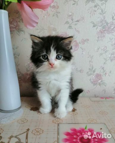 Девочки-Полуперсы