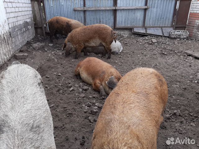 Свинки Венгерская мангалица на племя от 15т