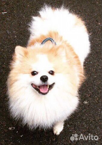 Немецкий шпиц, вязка