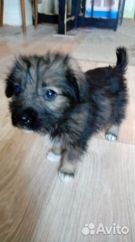 Девочка около 2 месяцев мелкой породы