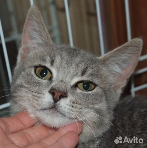 Голубой котенок - шотландская девочка Юми, 4 мес