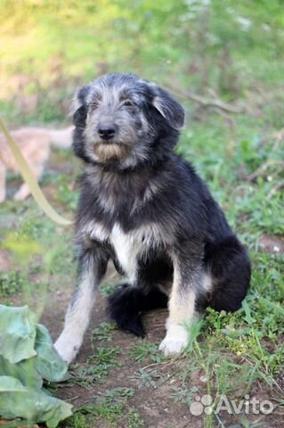 Метис миттельшнауцера