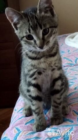 Ищем добрые ручки