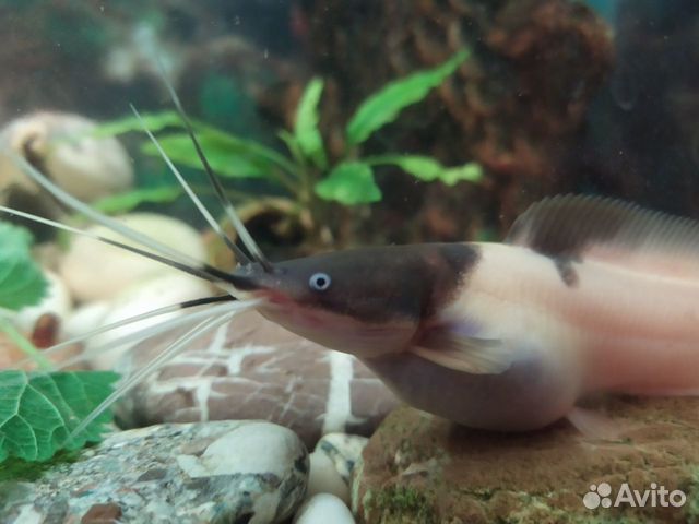 Клариас (клариус) сом