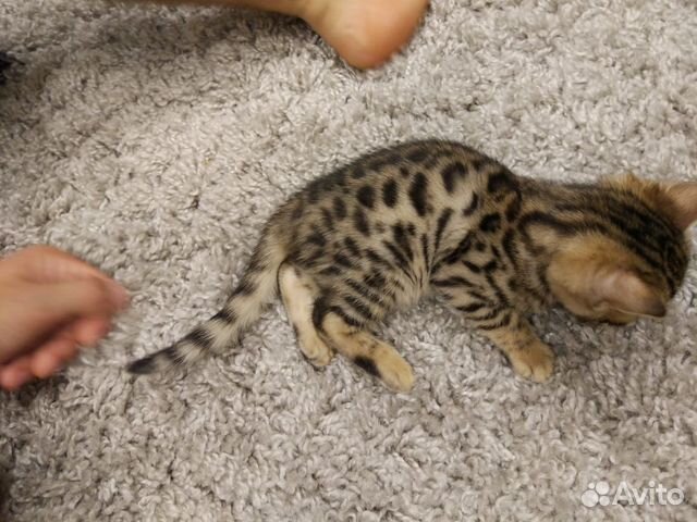 Бенгальская кошечка