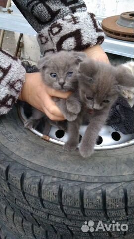 Котята британские