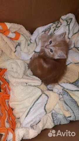 Отдам в хорошие руки рыжего мальчика