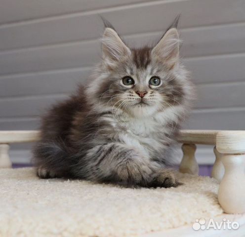 Котенок мейн кун чёрный серебряный мрамор