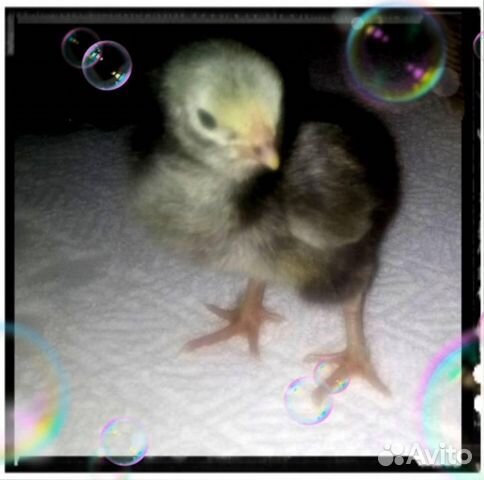 Цыплята несушки (смесь пород )