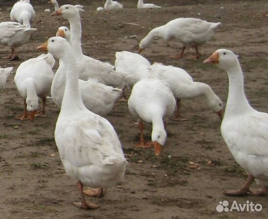 Гуси кубанской породы