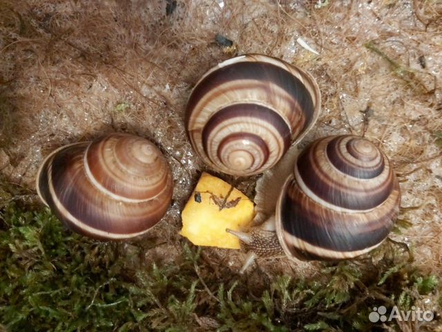 Улитки Хеликс Лукорум (Helix Lucorum)
