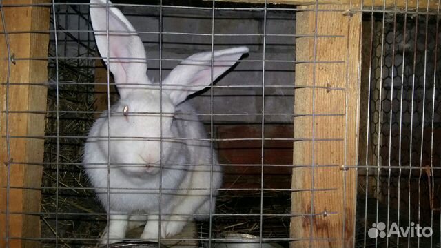 Самец белого великана