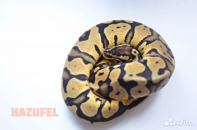 Королевский питон региус pastel yellow belly het P