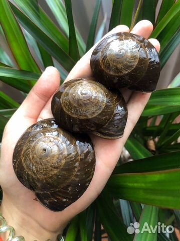 Продам улиток: плеуродонт экселенс