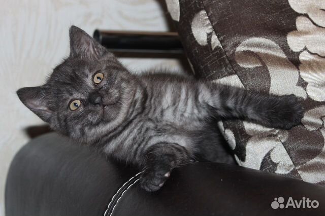 Породистый котенок