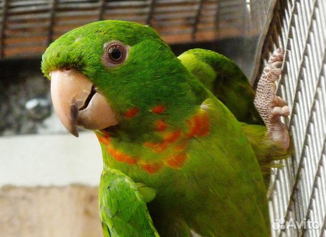 Аратинга белоглазый