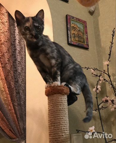 Прикольный котенок в добрые руки