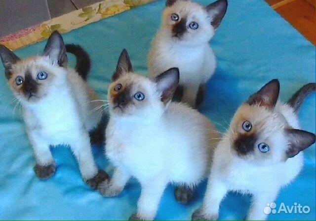 Тайские красавчики