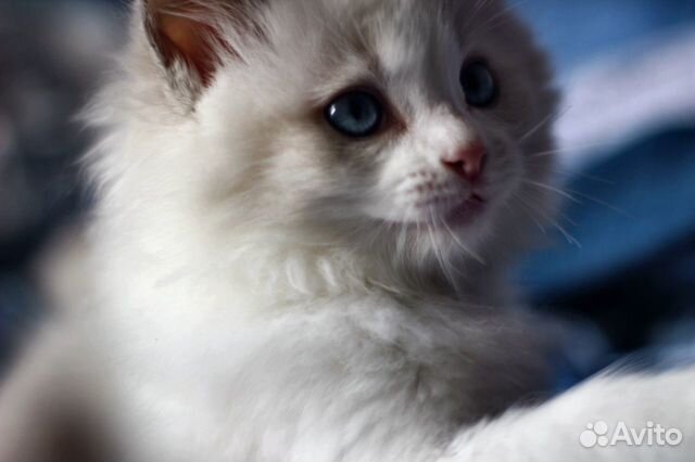 Котята породы Ragdoll (тряпичная кукла)
