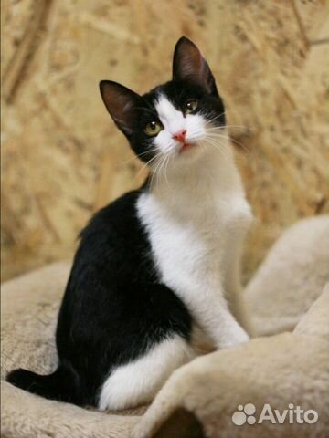 Котенок Ася, девочка, 3 месяца