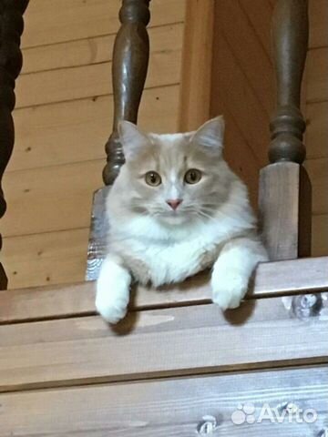 Котику очень нужен дом и любящий хозяин