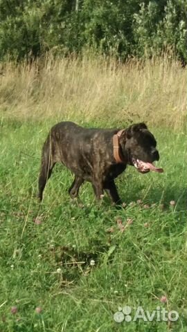 Вязка. Кане корсо. Мальчик