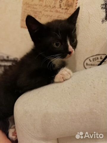 Мальчик Котенок Тобби 2 мес в добрые руки