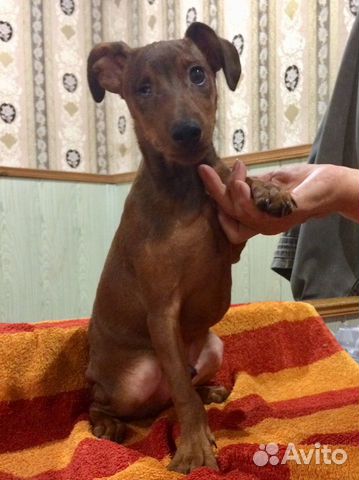 Щенки цверг пинчеров