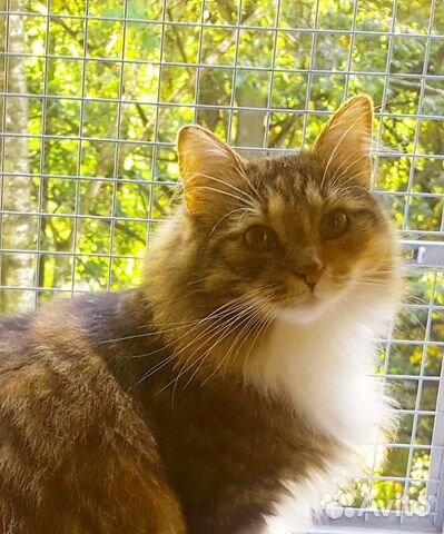 Сибирская красавица Таис