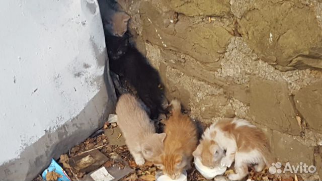 Отдам хорошим людям в добрые руки